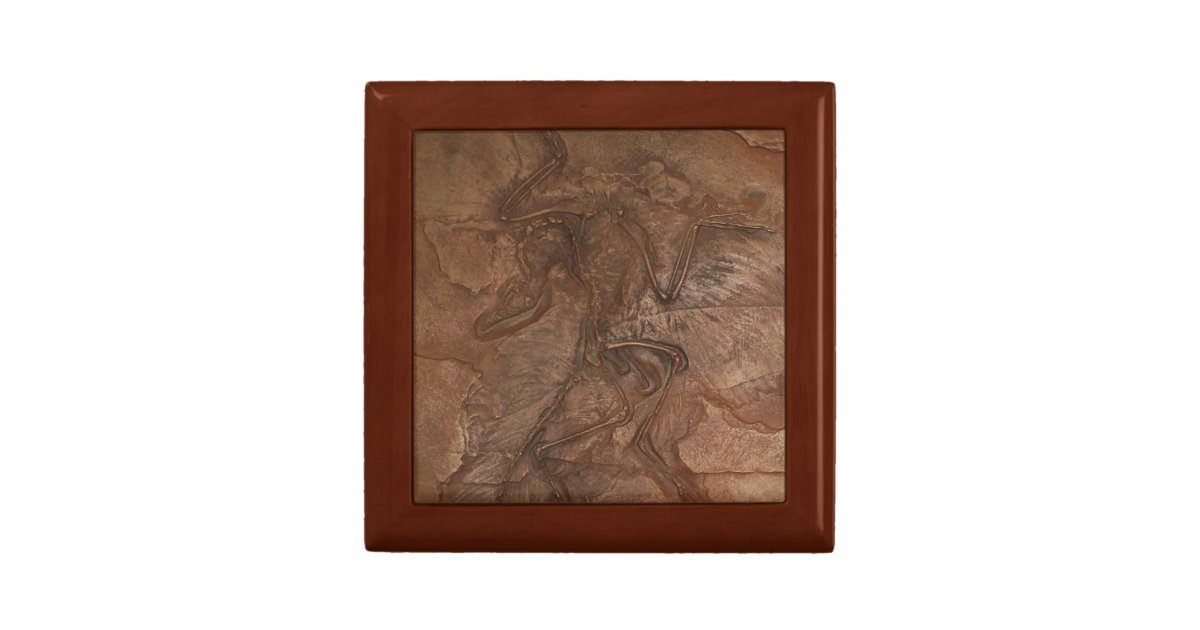 Archaeopteryx fossil - Gift box | Zazzle