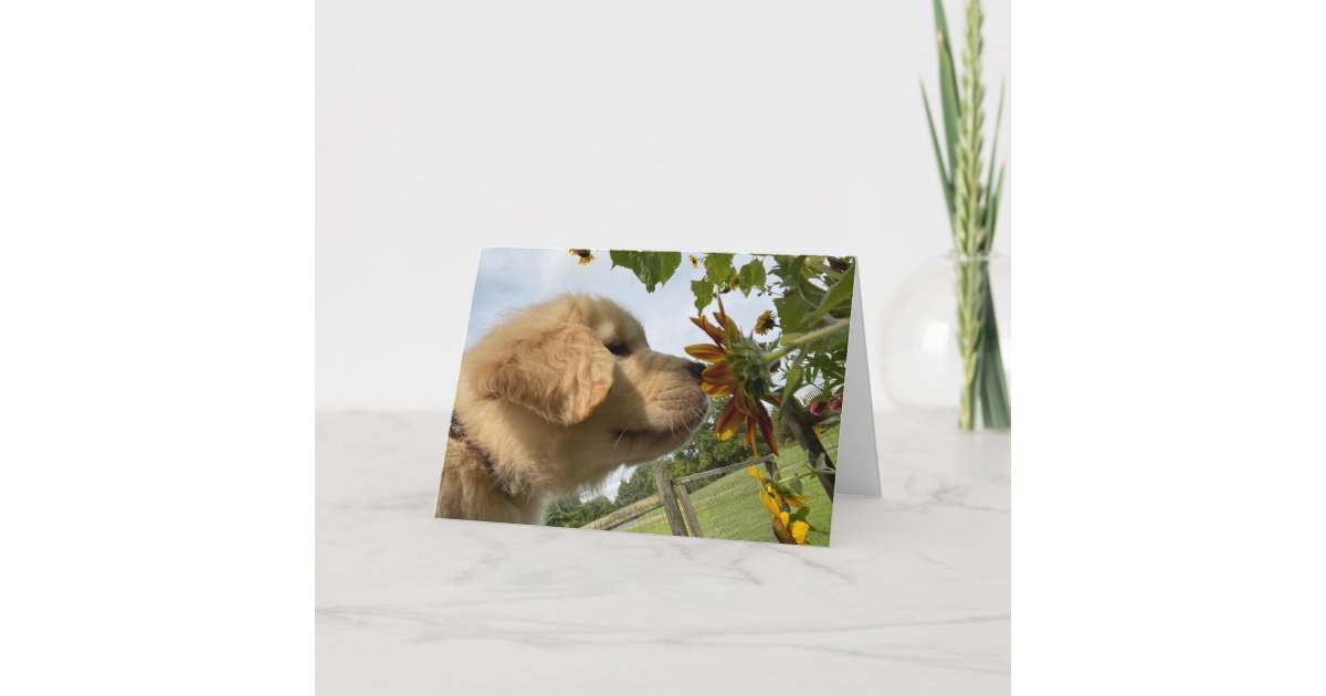 Archie's Adventures Blank Greeting Card | Zazzle