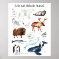 Arctic Animals | Education Learning Classroom Poster | Zazzle