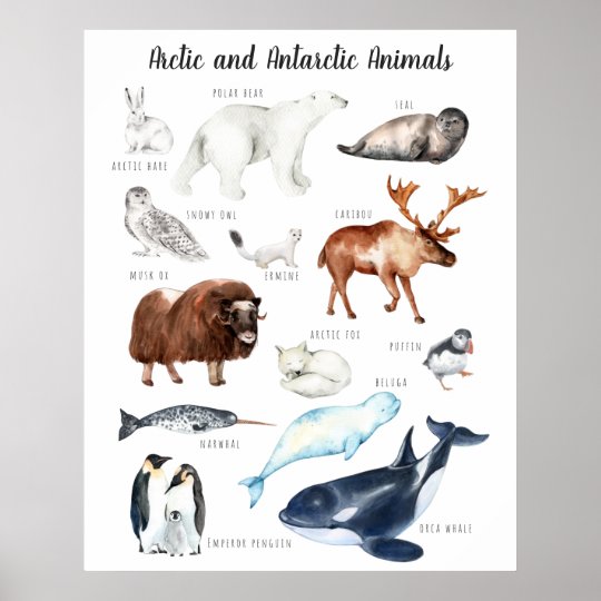 Arctic Animals | Education Learning Classroom Poster | Zazzle.com