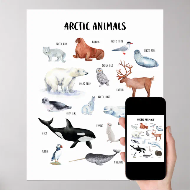 Arctic Animals Educational Classroom Poster | Zazzle