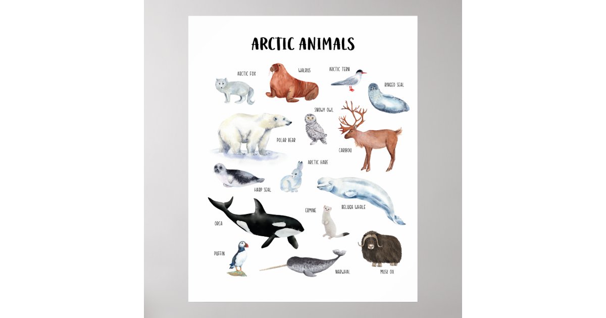 Arctic Animals Educational Classroom Poster | Zazzle