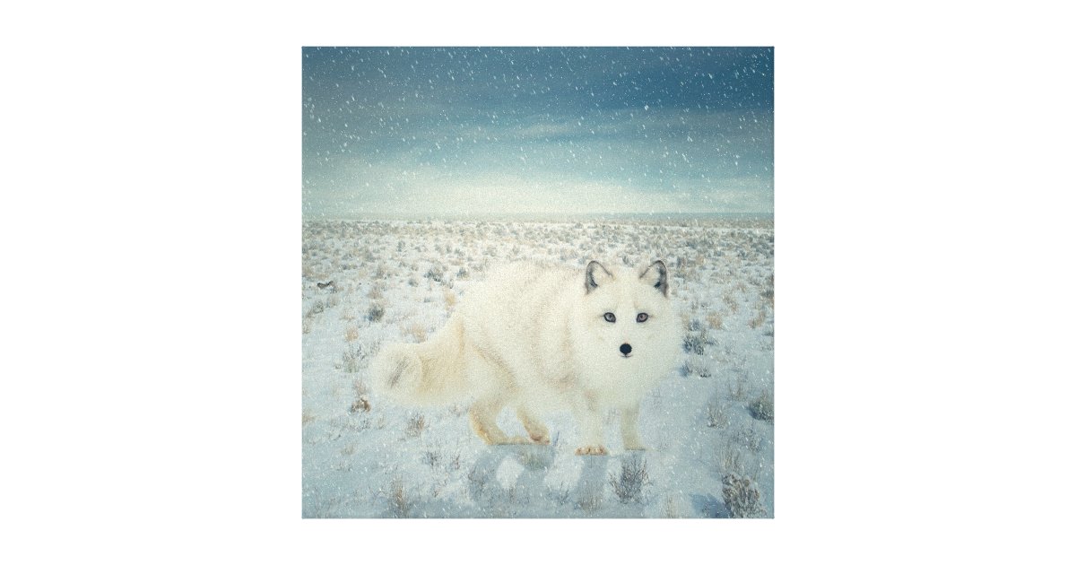 Arctic Fox Canvas Print | Zazzle