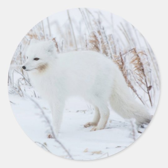 Arctic Fox Classic Round Sticker | Zazzle.com
