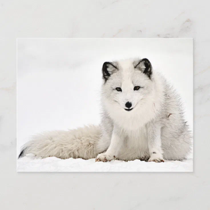 Arctic Fox in the Snow Postcard | Zazzle