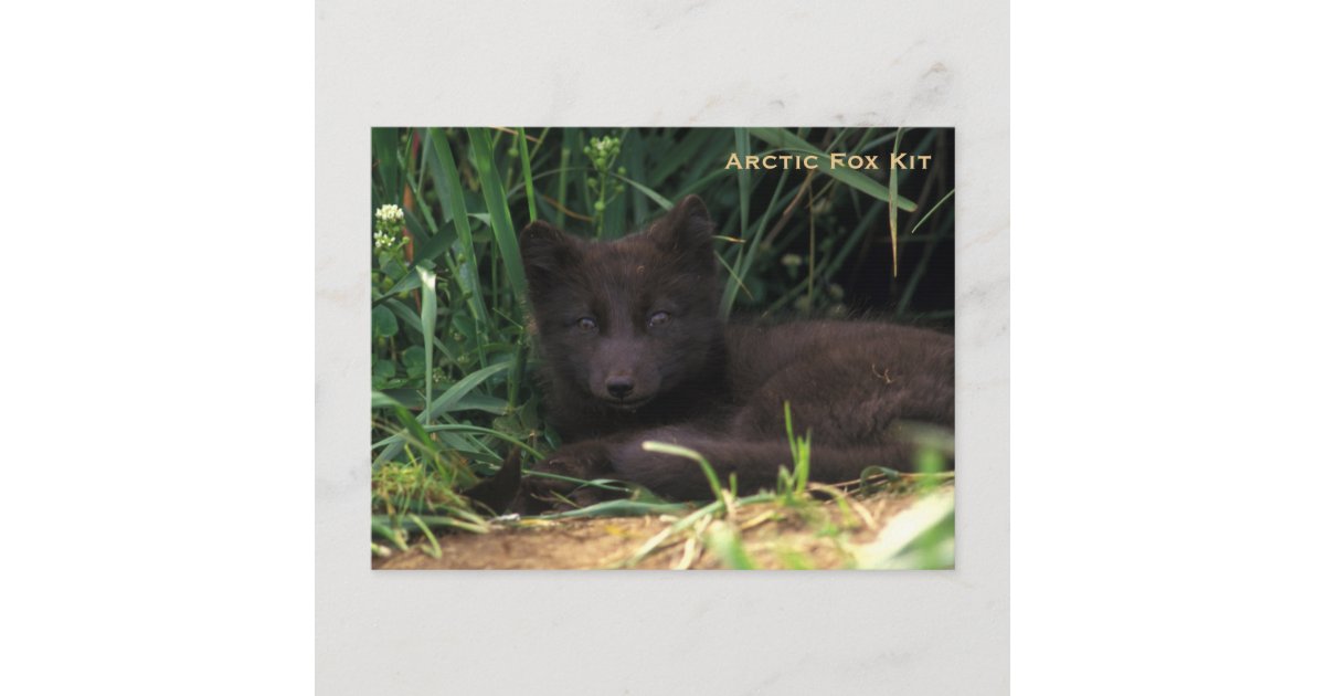 Arctic Fox Kit Wildlife Series # 19 Postcard | Zazzle