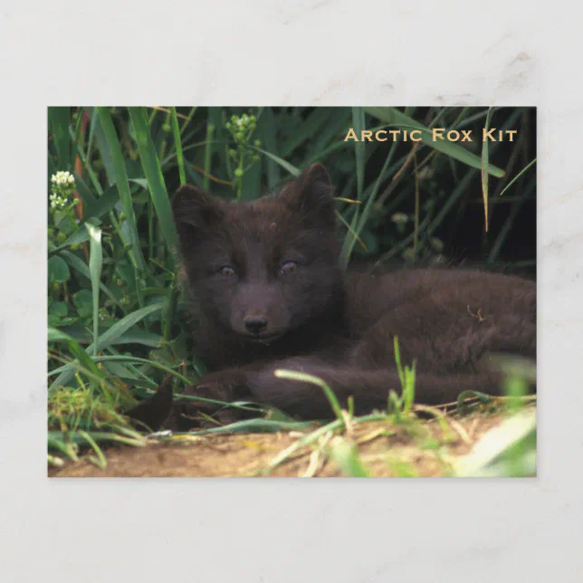 Arctic Fox Kit Wildlife Series # 19 Postcard | Zazzle