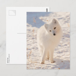 Arctic Fox Postcard | Zazzle