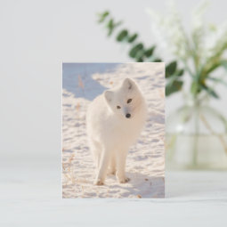Arctic Fox Postcard | Zazzle