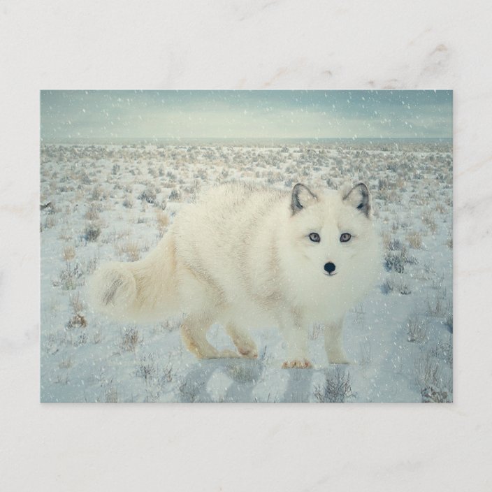 Arctic Fox Postcard | Zazzle.com