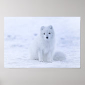 Arctic Fox Poster | Zazzle
