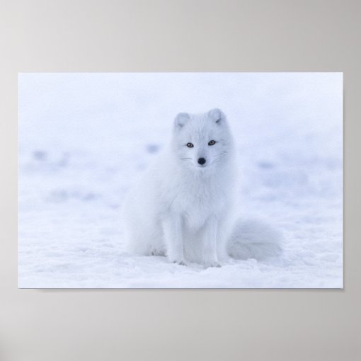 Arctic Fox Poster | Zazzle