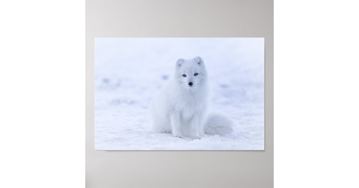 Arctic Fox Poster | Zazzle