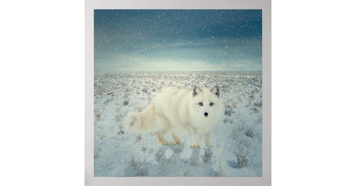 Arctic Fox Poster | Zazzle