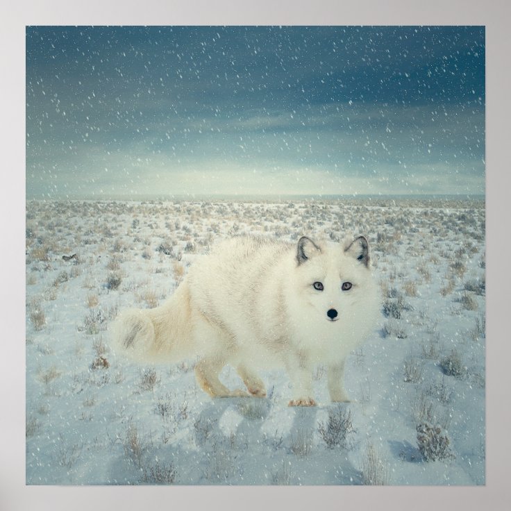 Arctic Fox Poster | Zazzle