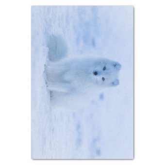 arctic fox tissue paper | Zazzle