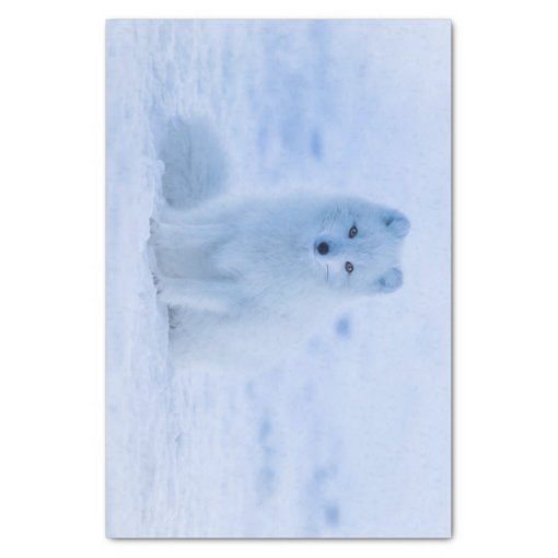 arctic fox tissue paper | Zazzle