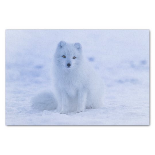 arctic fox tissue paper | Zazzle.com