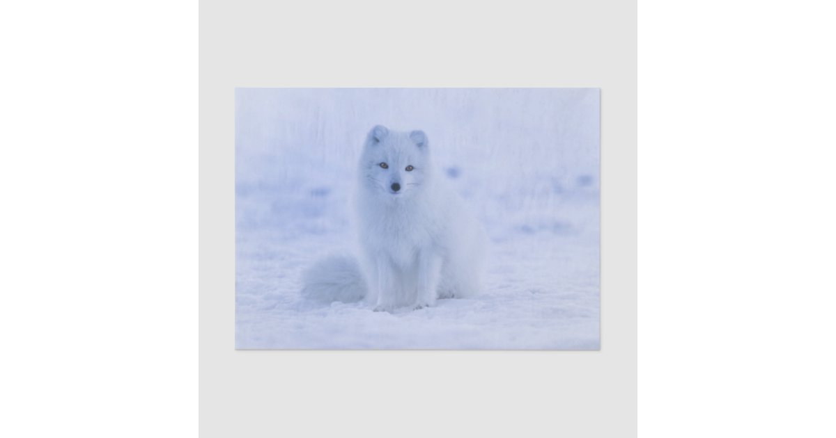 arctic fox tissue paper | Zazzle