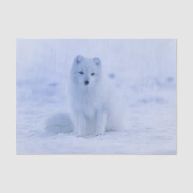 arctic fox tissue paper | Zazzle