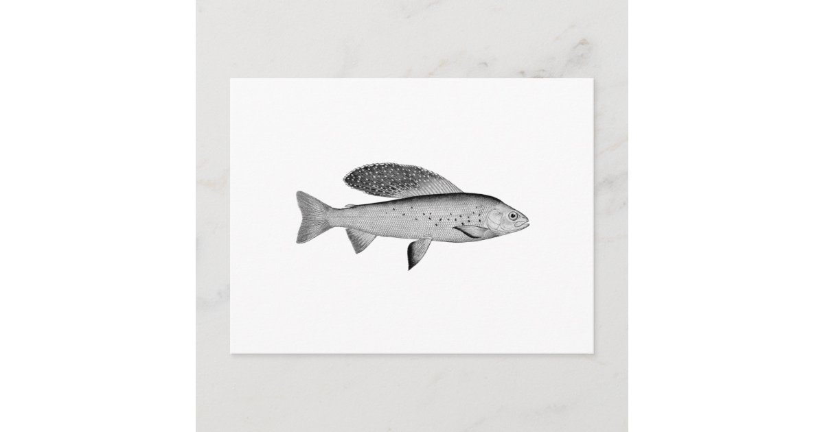 Arctic Grayling Logo (line art) Postcard | Zazzle