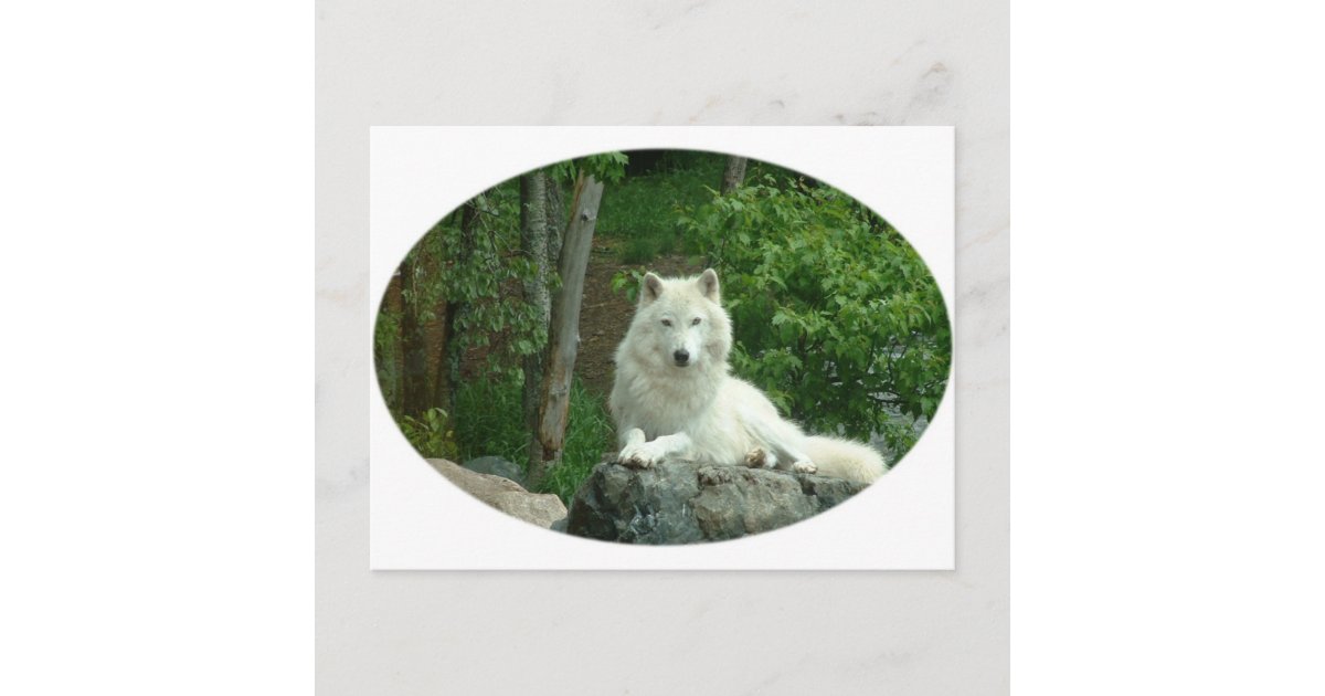 Arctic Wolf Postcard | Zazzle