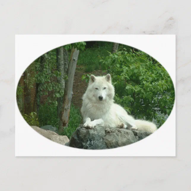 Arctic Wolf Postcard | Zazzle