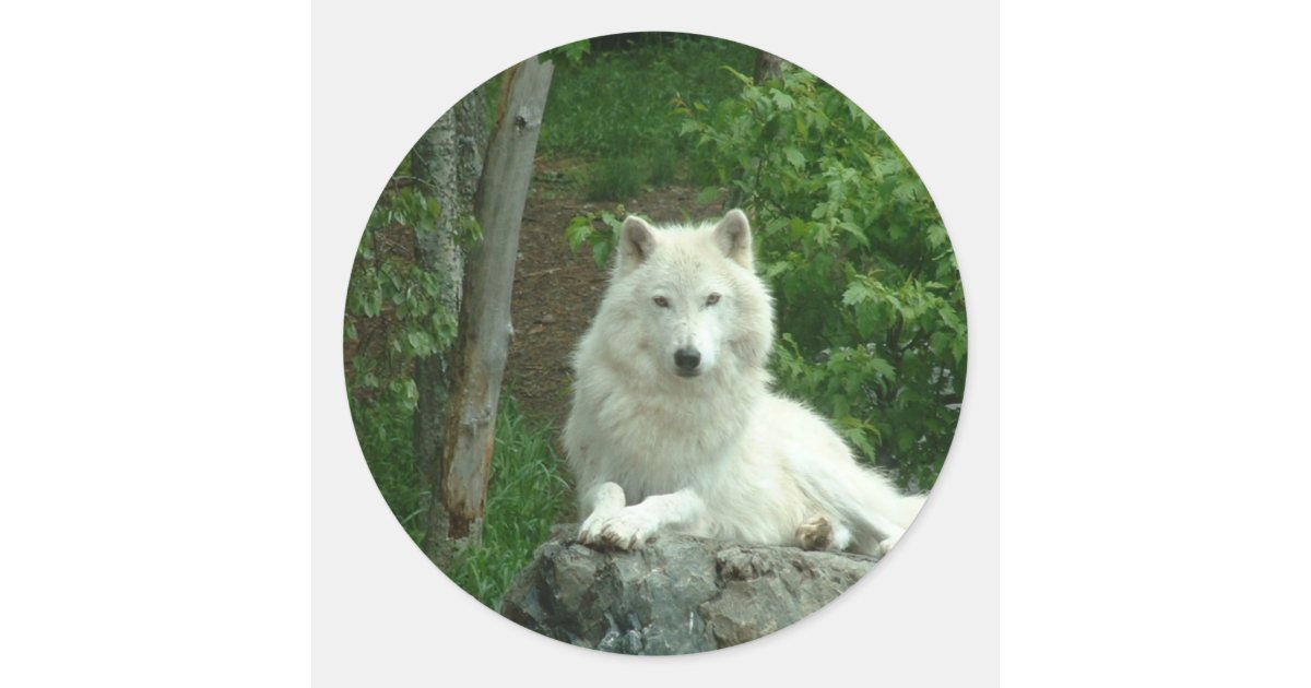 Arctic Wolf Sticker | Zazzle