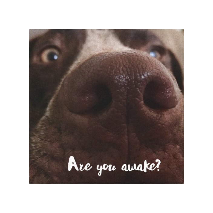 Are You Awake? Canvas Print | Zazzle.com