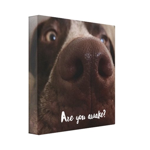 Are You Awake? Canvas Print | Zazzle