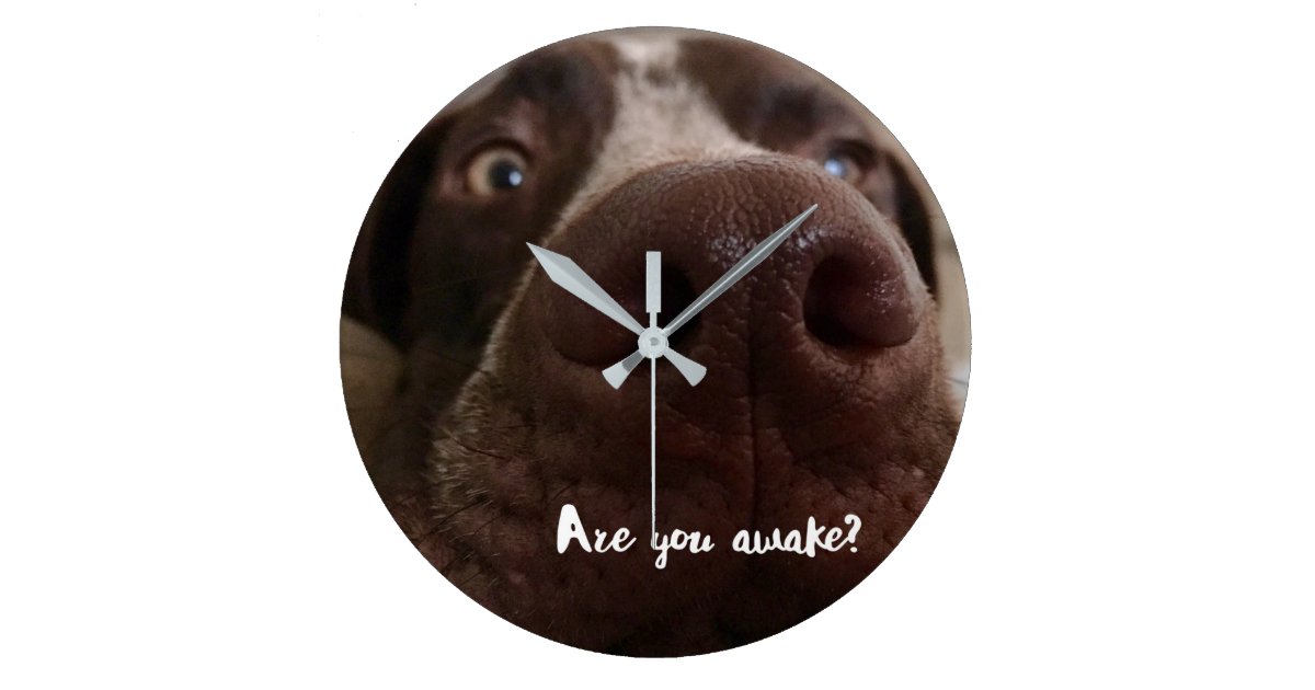Are You Awake Wall Clock | Zazzle.com