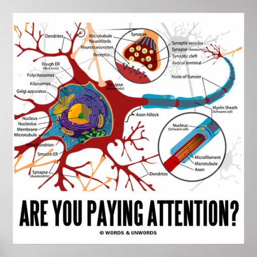 Are You Paying Attention? (Neuron / Synapse) Poster | Zazzle