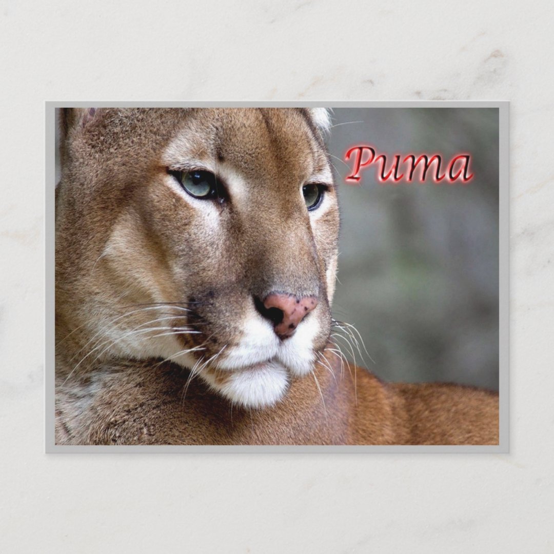 Argentina - Puma - Postcard | Zazzle