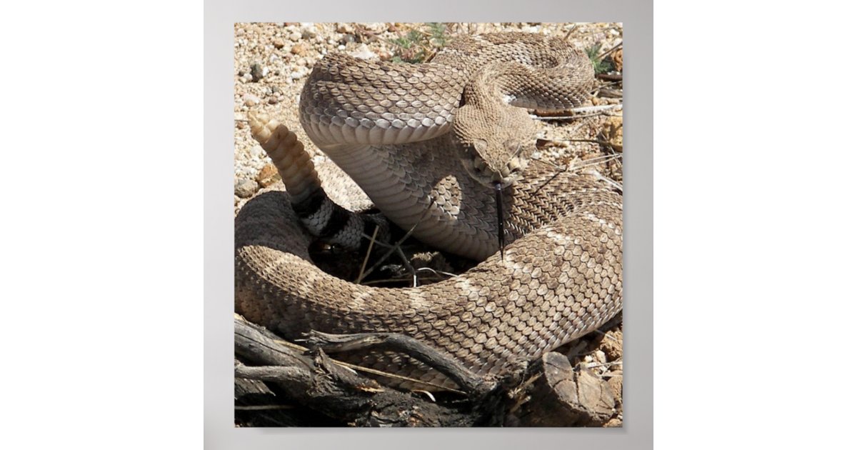 Arizona Diamondback Rattlesnake Poster | Zazzle