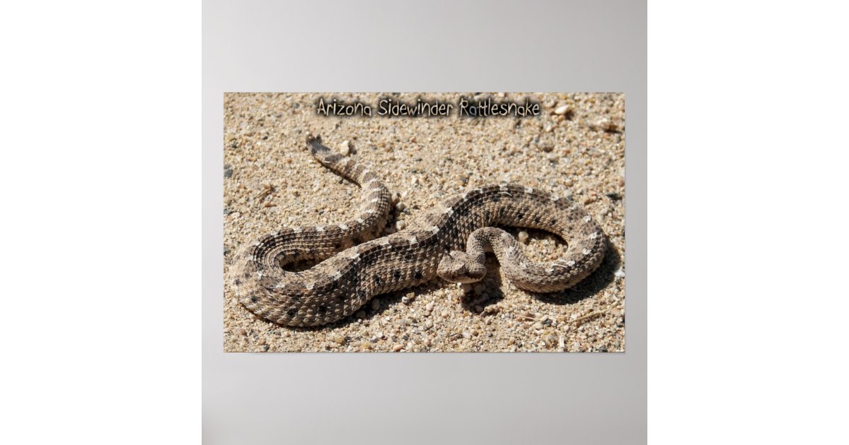Arizona Sidewinder Rattlesnake Poster | Zazzle