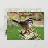 Arizona State Bird - Cactus Wren Postcard | Zazzle