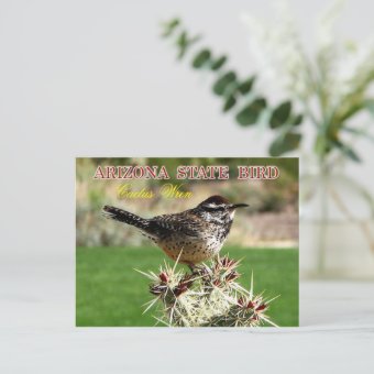 Arizona State Bird - Cactus Wren Postcard | Zazzle