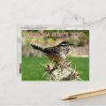Arizona State Bird - Cactus Wren Postcard | Zazzle
