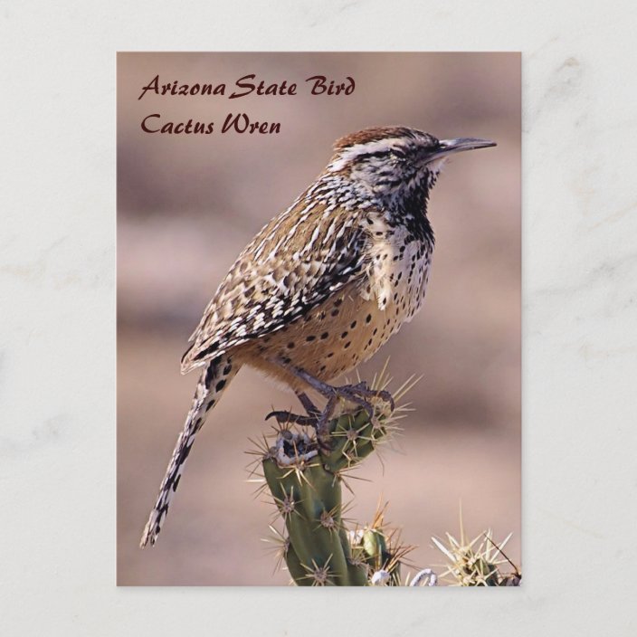 Arizona State Bird - Cactus Wren Postcard | Zazzle.com