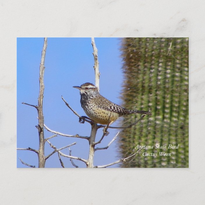 Arizona State Bird Postcard | Zazzle.com