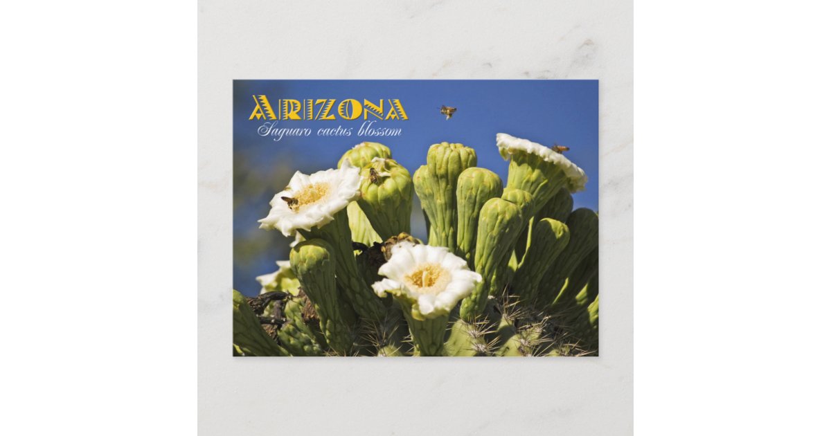 Arizona State Flower: Saguaro Cactus Blossom Postcard | Zazzle