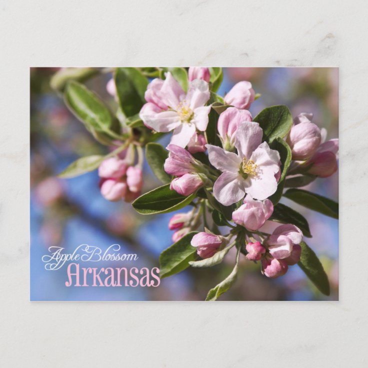 Arkansas State Flower: Apple Blossom Postcard | Zazzle