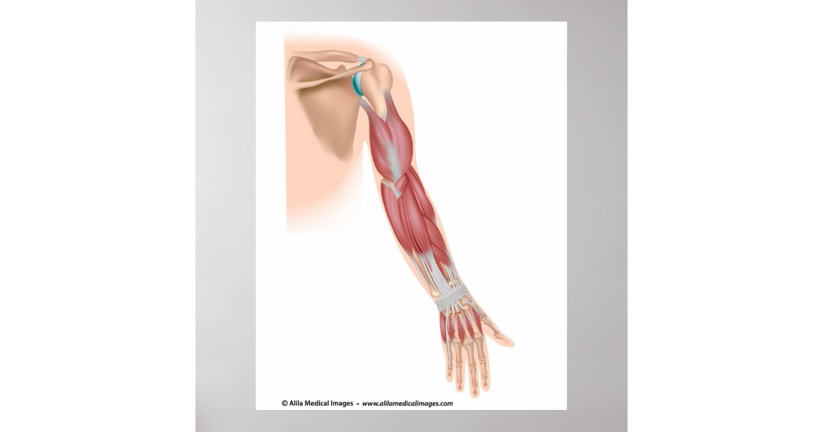 Arm muscles, dorsal view, unlabeled diagram. poster | Zazzle