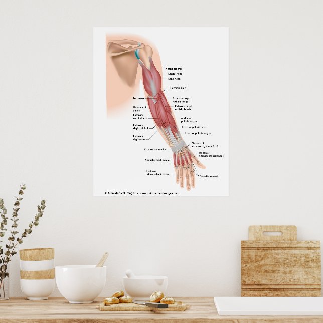 Muscles That Move The Arm Posterior View
