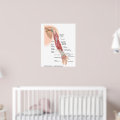 Arm muscles posterior view, labeled drawing. poster | Zazzle