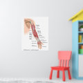 Arm muscles posterior view, labeled drawing. poster | Zazzle