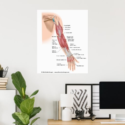 Arm muscles posterior view, labeled drawing. poster | Zazzle
