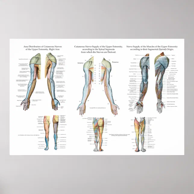 Arm Nerve Innervation of Upper Extremities Poster | Zazzle