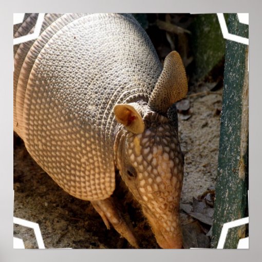 Armadillo Poster Print | Zazzle