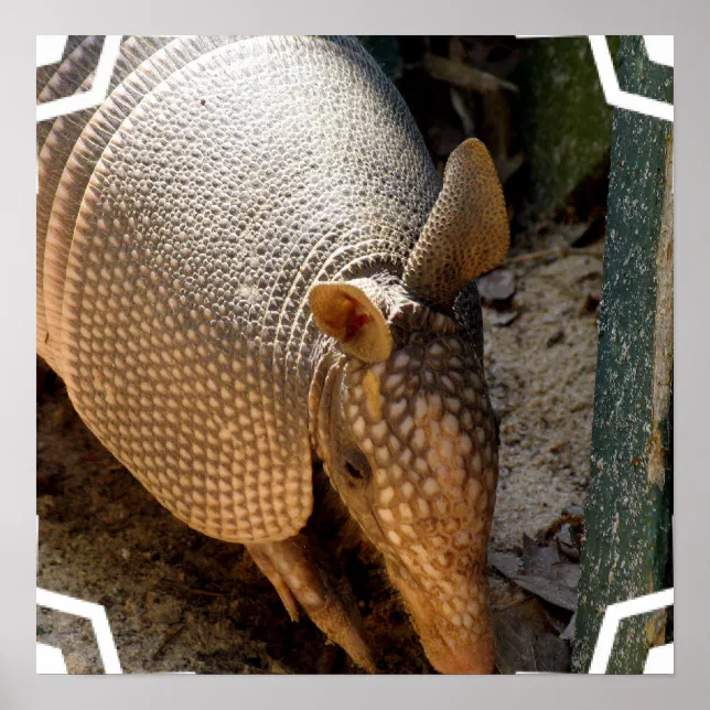 Armadillo Poster Print | Zazzle
